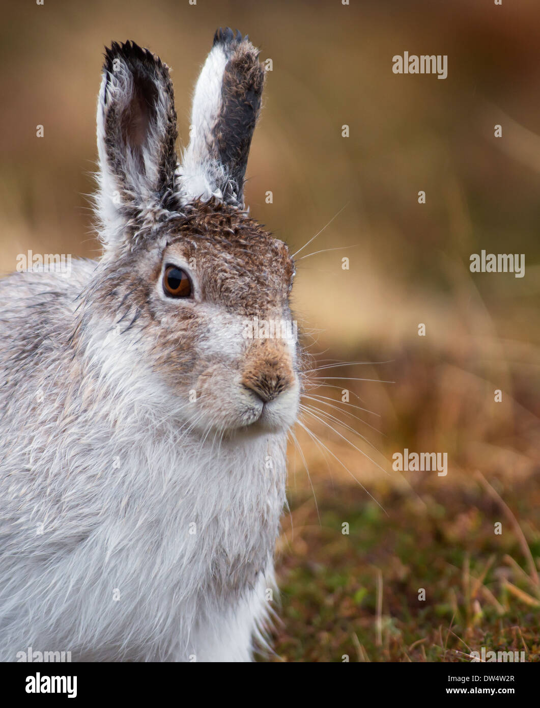 Hares form hi-res stock photography and images - Alamy