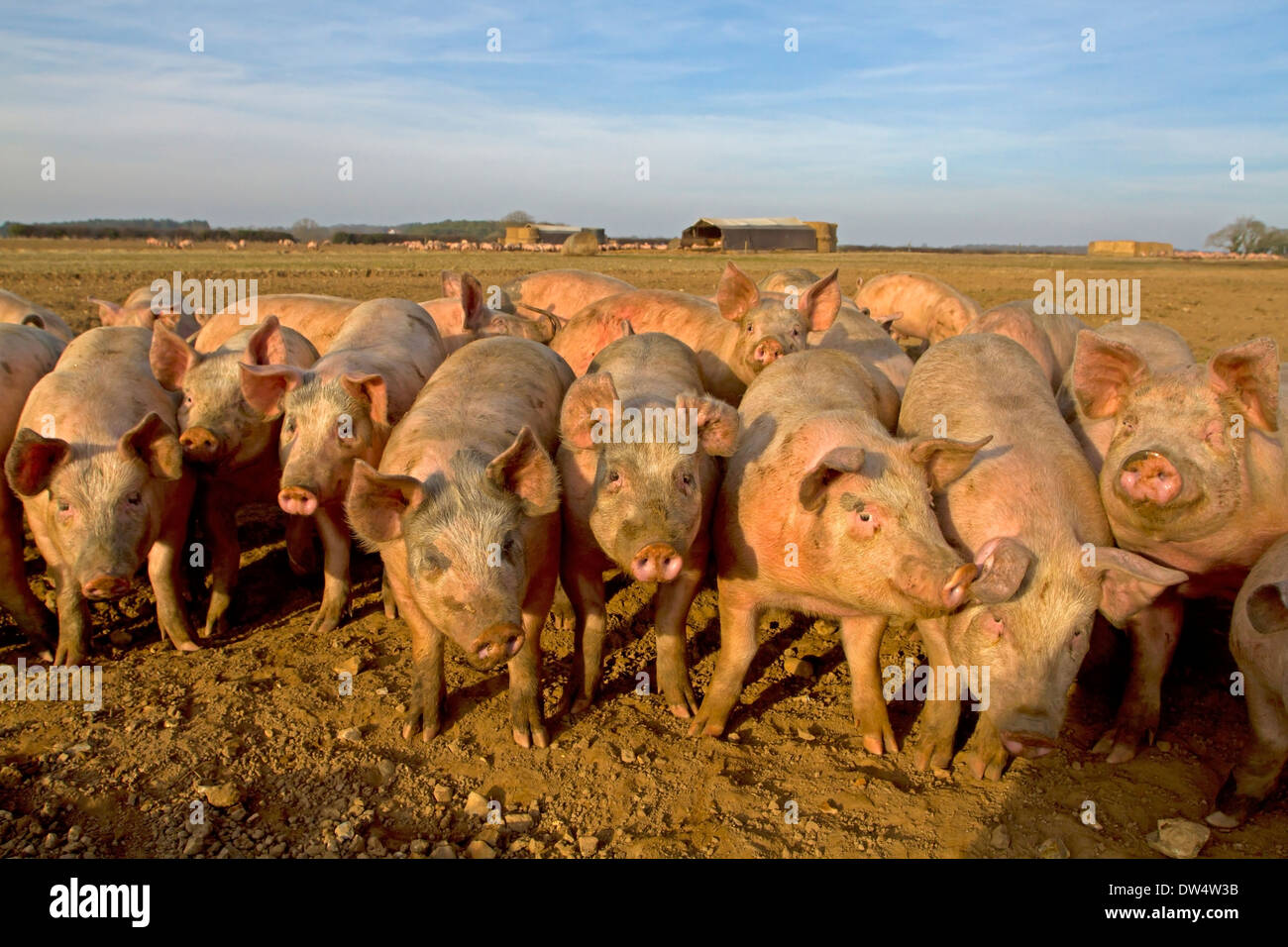 Intensive farming pigs hi-res stock photography and images - Alamy