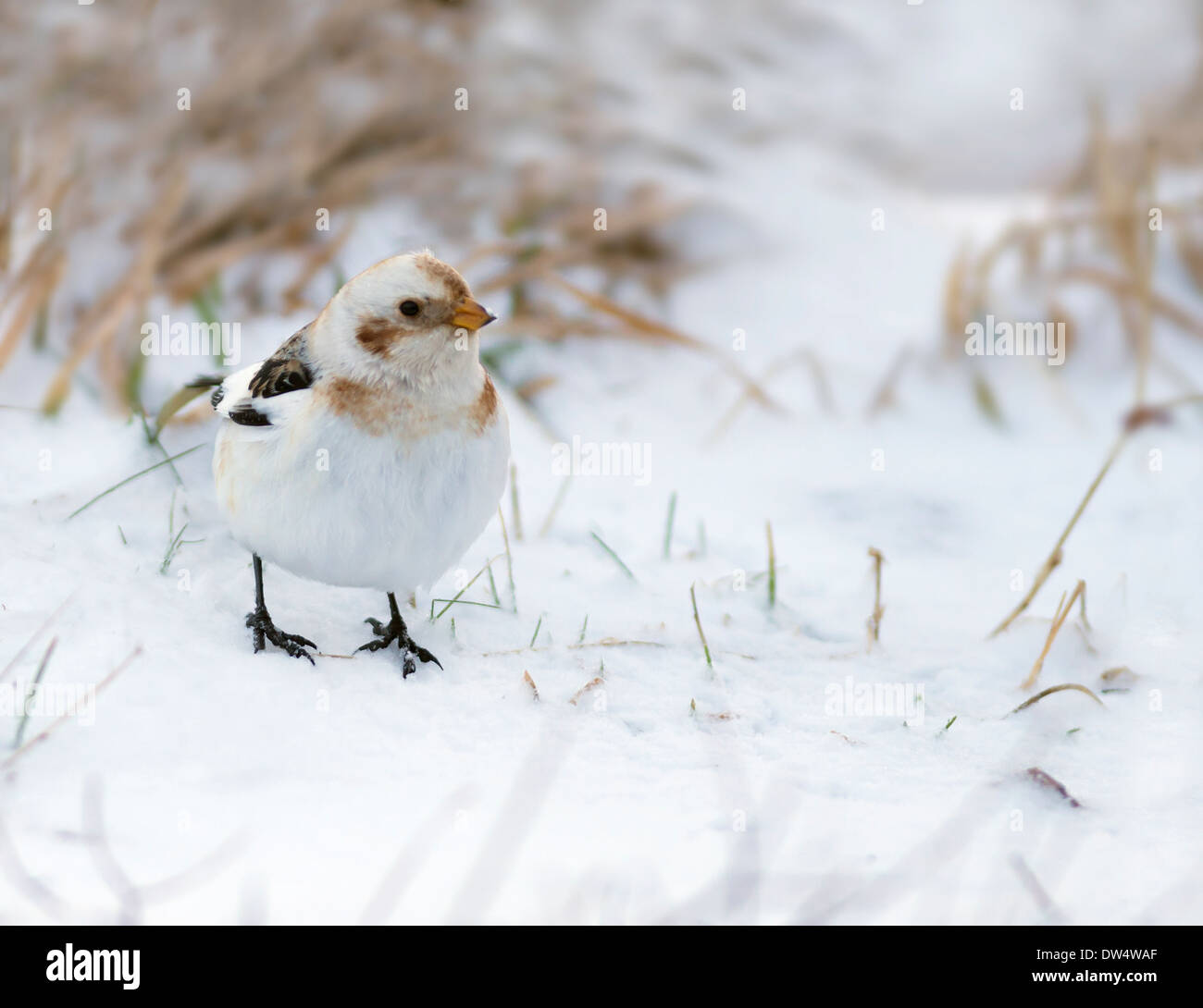 Female snow bunting hi-res stock photography and images - Alamy