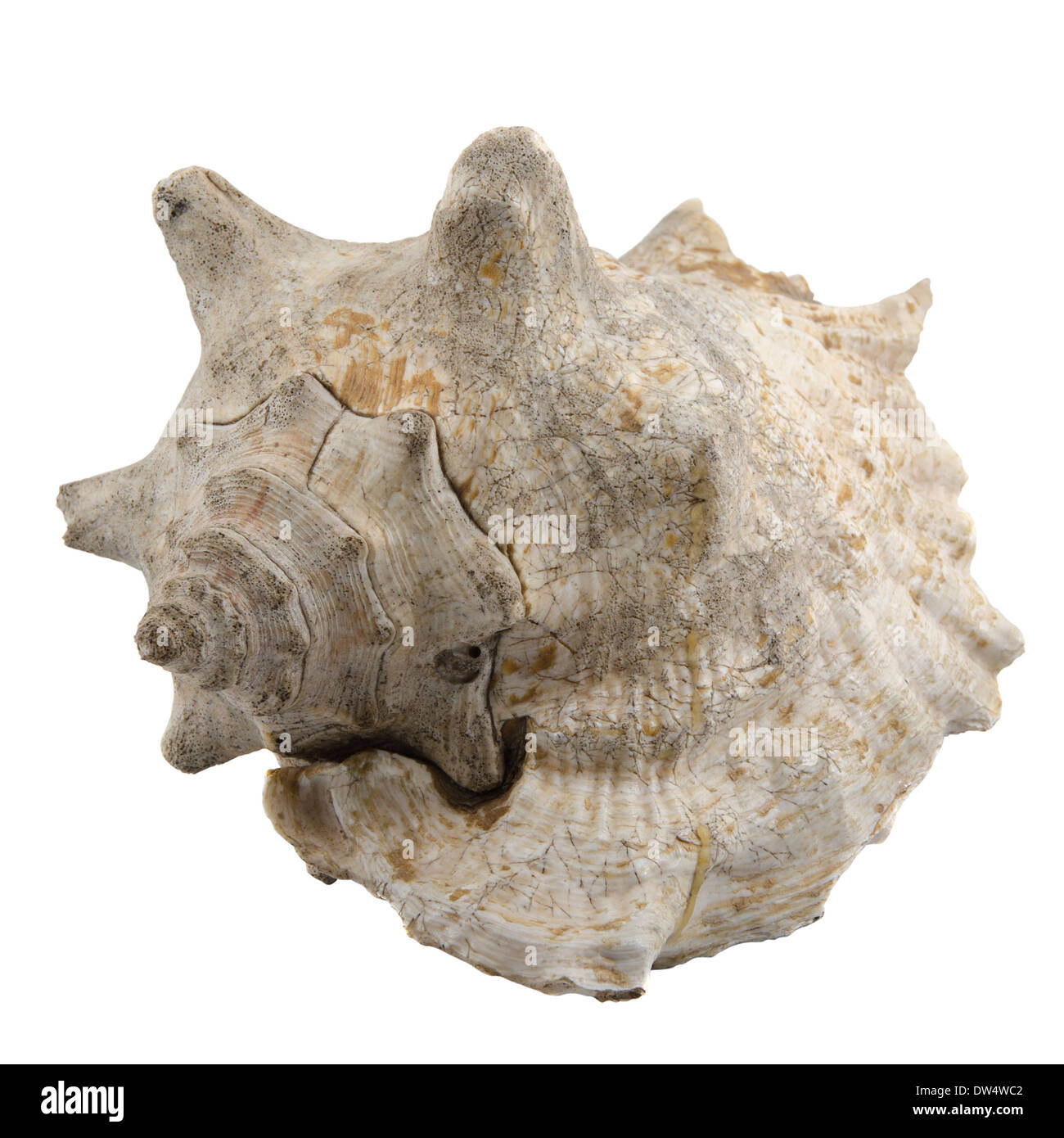Seashell on White Background Stock Photo - Alamy