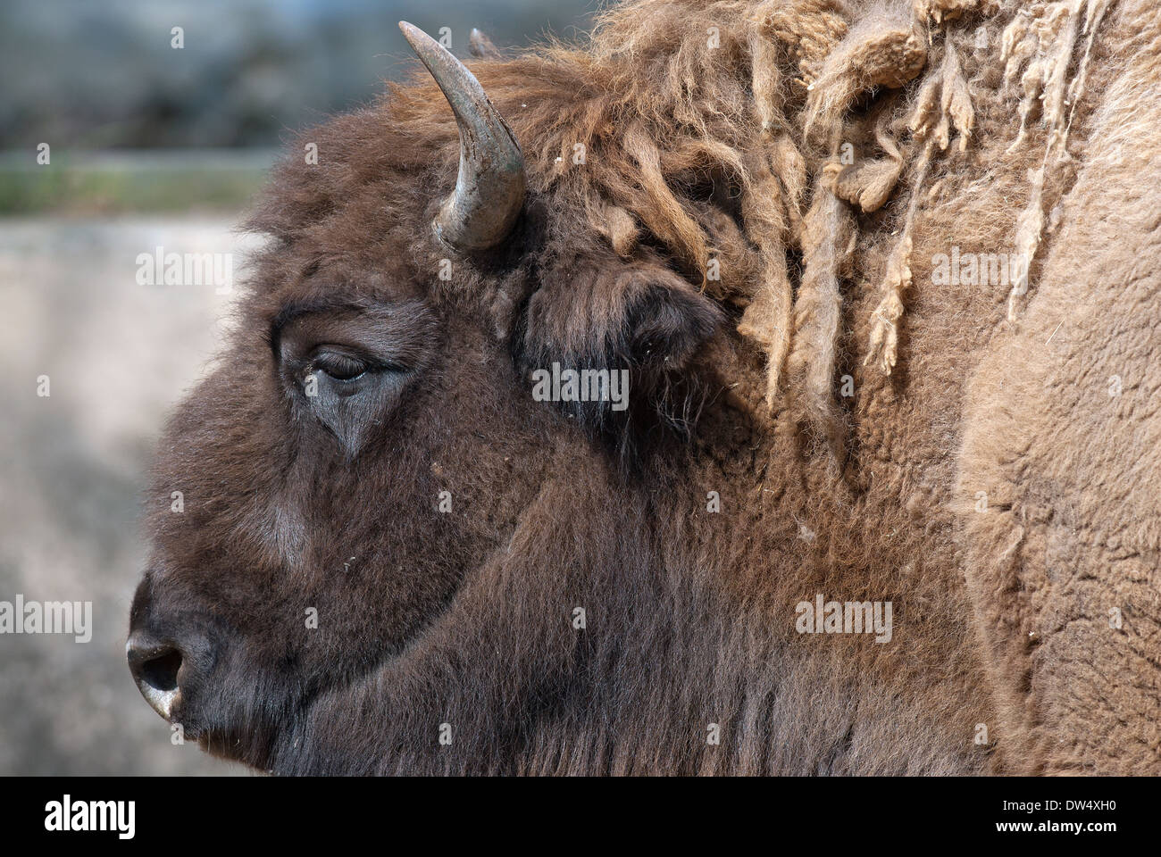 European buffalo italy hi-res stock photography and images - Alamy