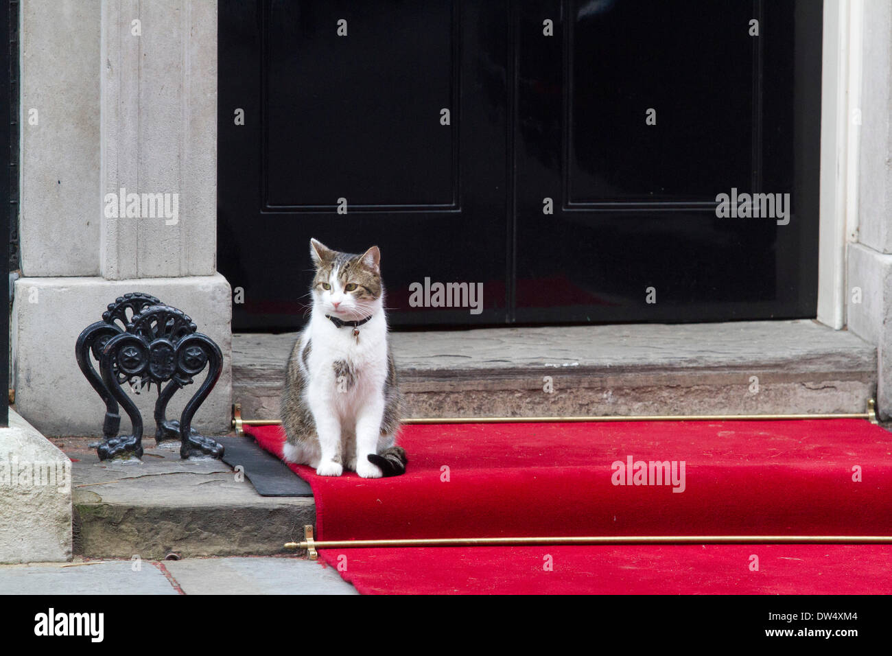Westminster London, UK. 27th February 2014. Larry the cat sits on the ...