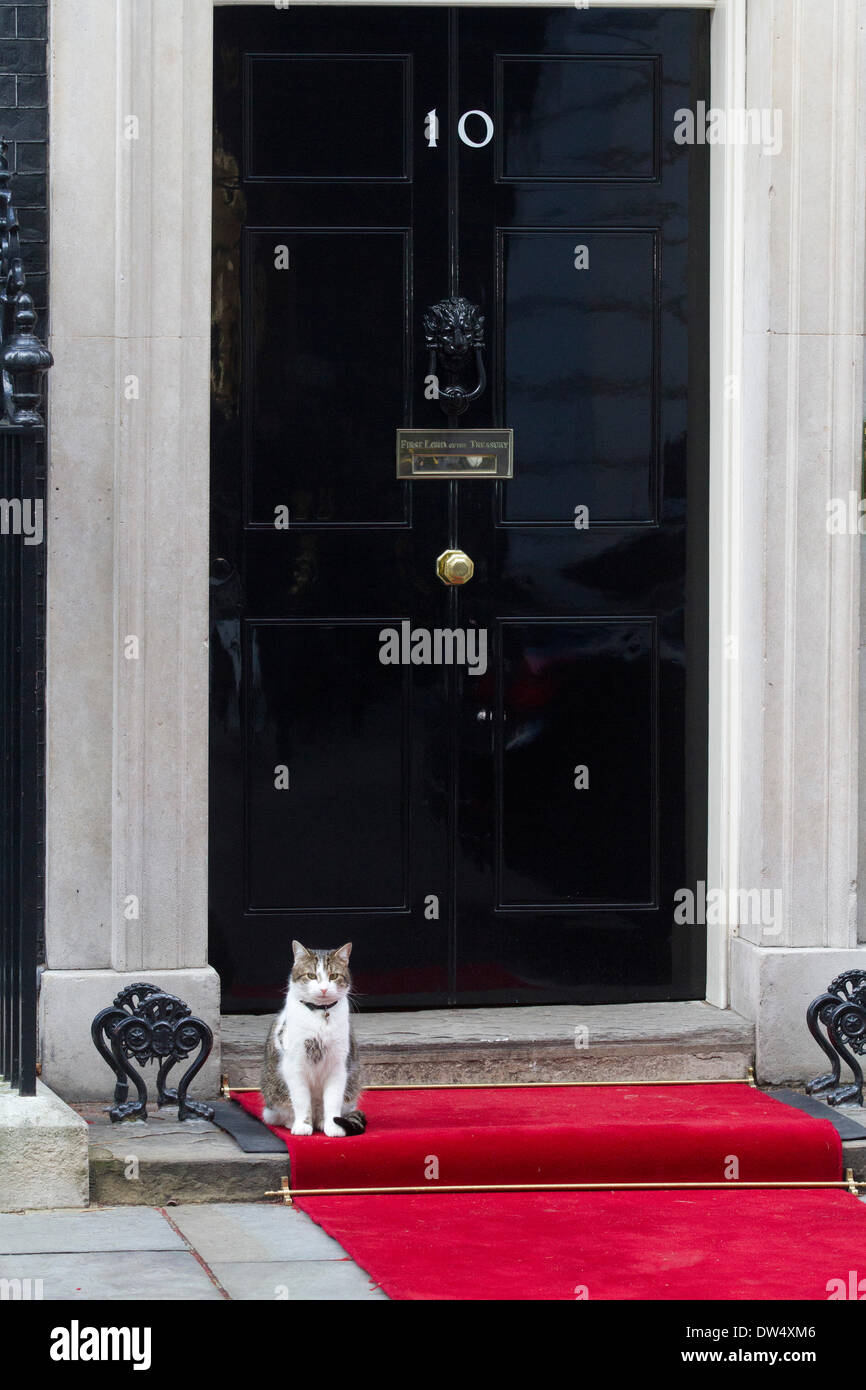 Westminster London, UK. 27th February 2014. Larry the cat sits on the ...