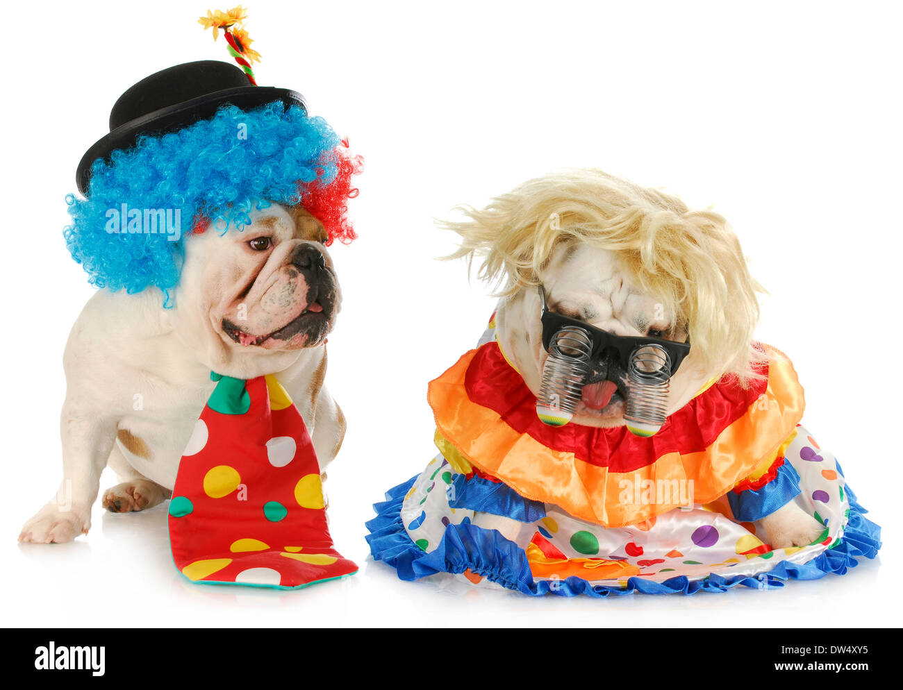 dog clowns - male and female english bulldog clowns on white background ...