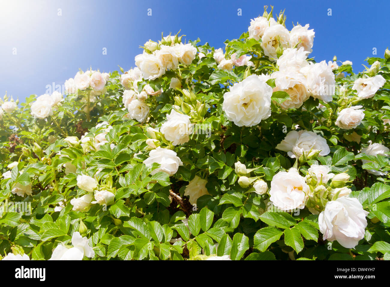 Bush of white garden Roses Stock Photo - Alamy