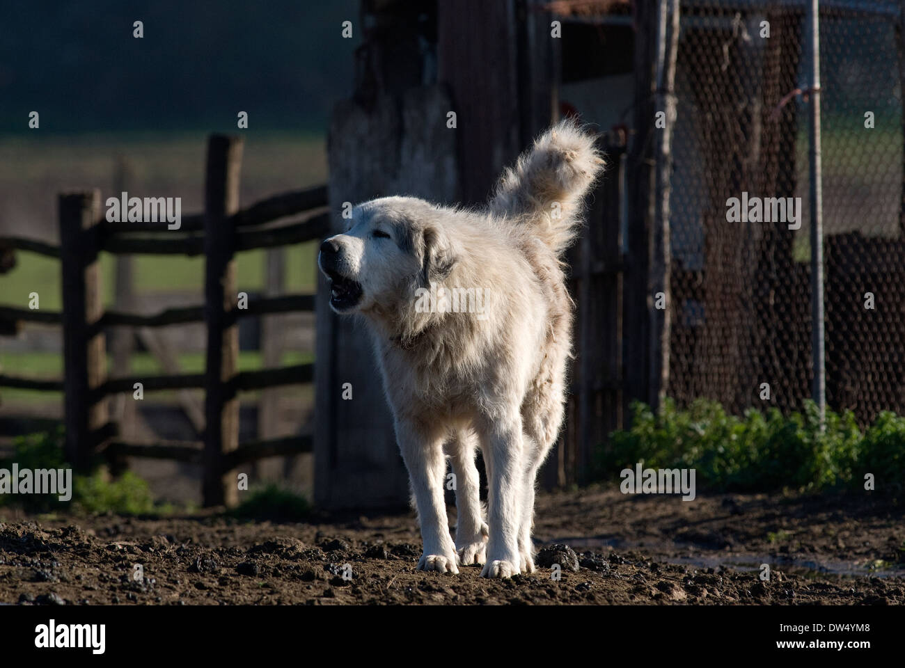 Shepherd dogs italy hi-res stock photography and images - Alamy