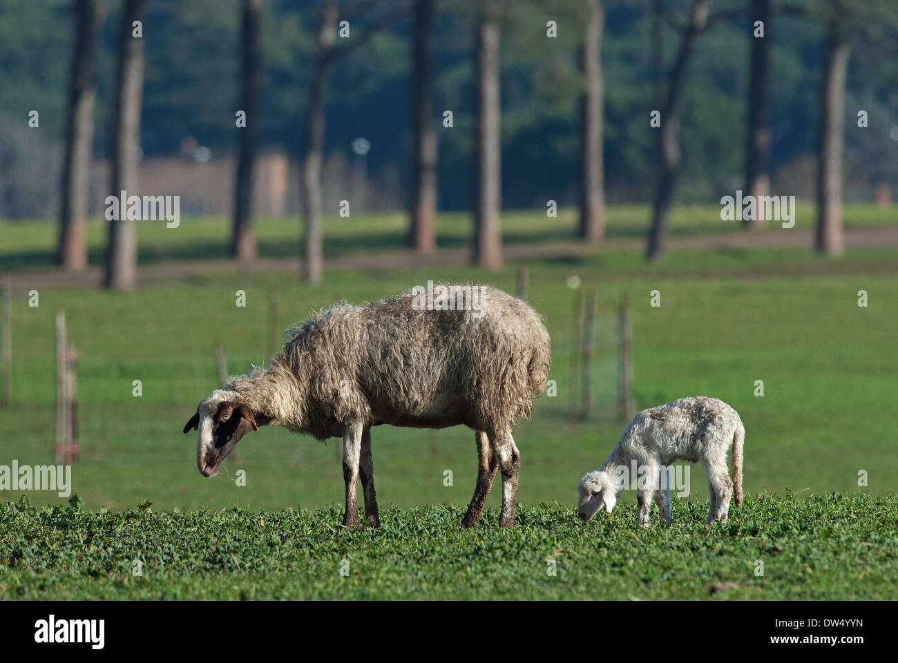 Sheep grass rome hi-res stock photography and images - Alamy