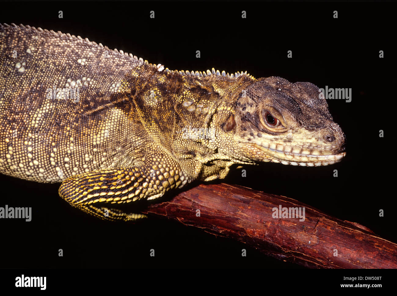 Philippine Water Lizard Hydrosaurus pustulosus, Agamidae, Philippines ...