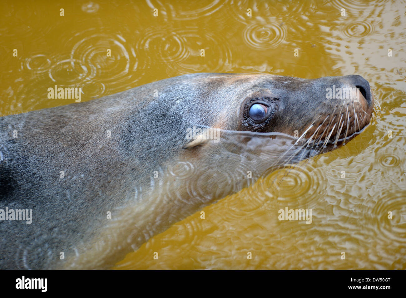 Fat meerkat hi-res stock photography and images - Alamy