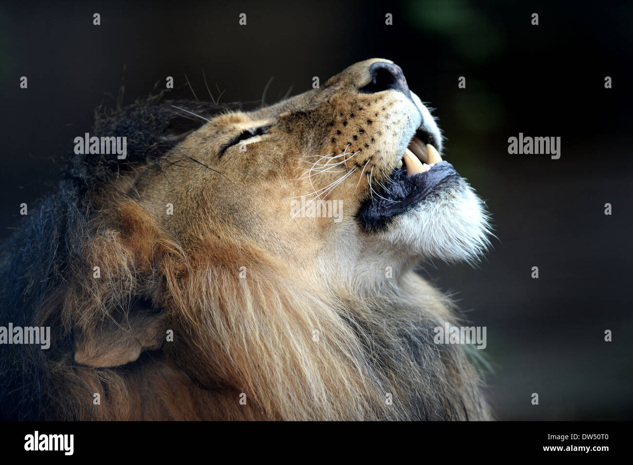 A close up shot of an African Lion Stock Photo - Alamy