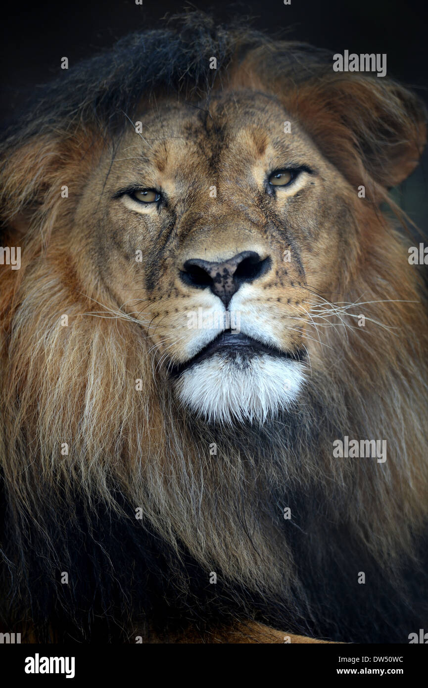 A close up shot of an African Lion Stock Photo - Alamy