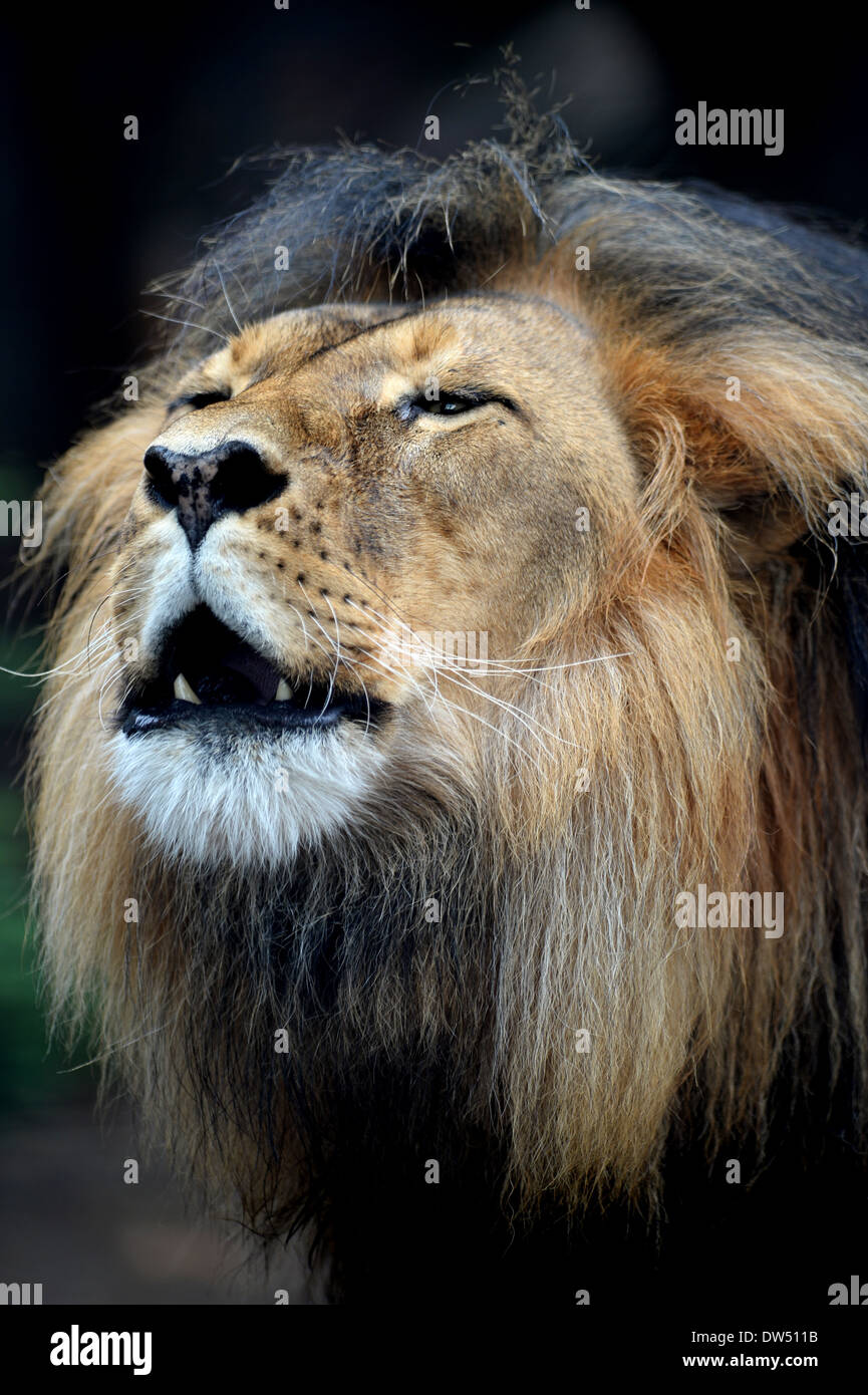 A close up shot of an African Lion Stock Photo - Alamy