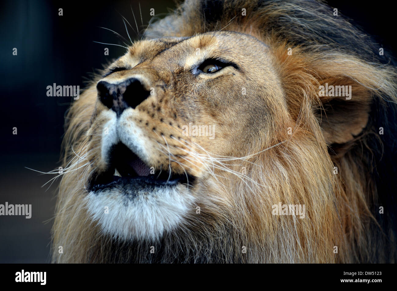 A close up shot of an African Lion Stock Photo - Alamy