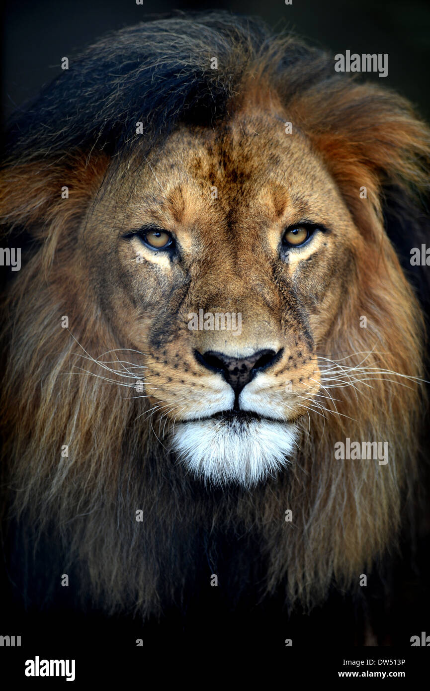 A close up shot of an African Lion Stock Photo - Alamy