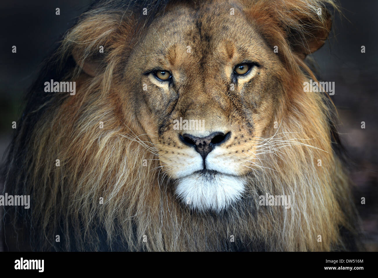 A close up shot of an African Lion Stock Photo - Alamy
