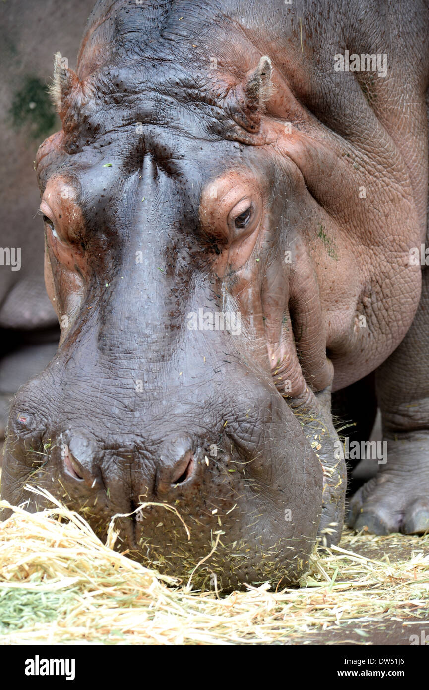 A close up shot of a hippopotamus Stock Photo - Alamy