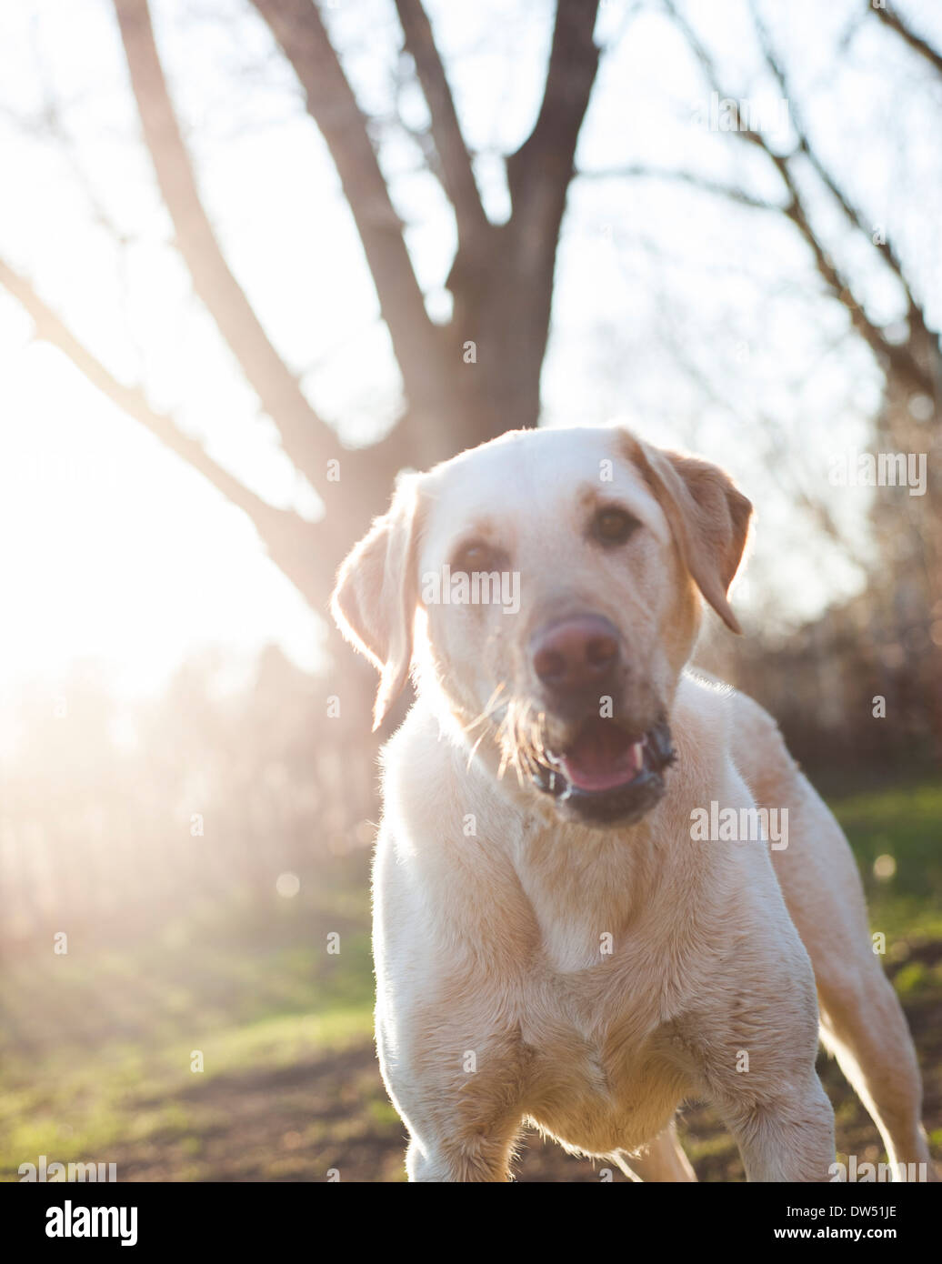 Yellow lab outdoors Stock Photo - Alamy