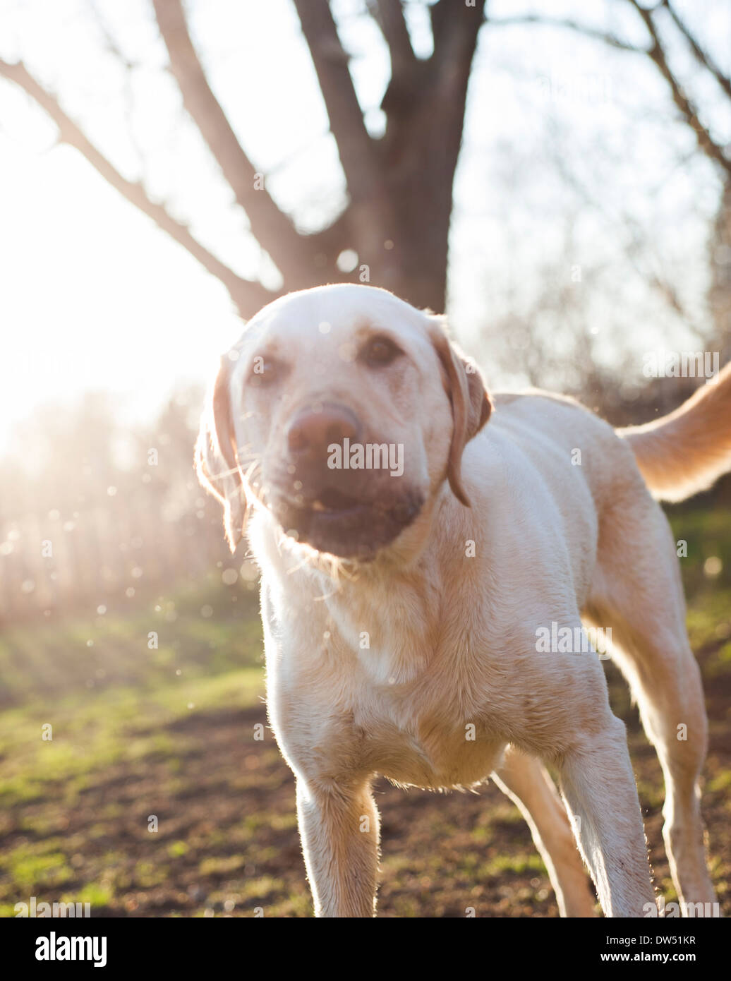 Yellow lab outdoors Stock Photo - Alamy