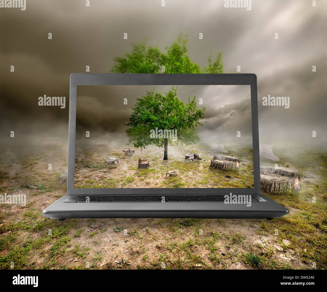 Tree and stumps on the monitor of a notebook Stock Photo - Alamy