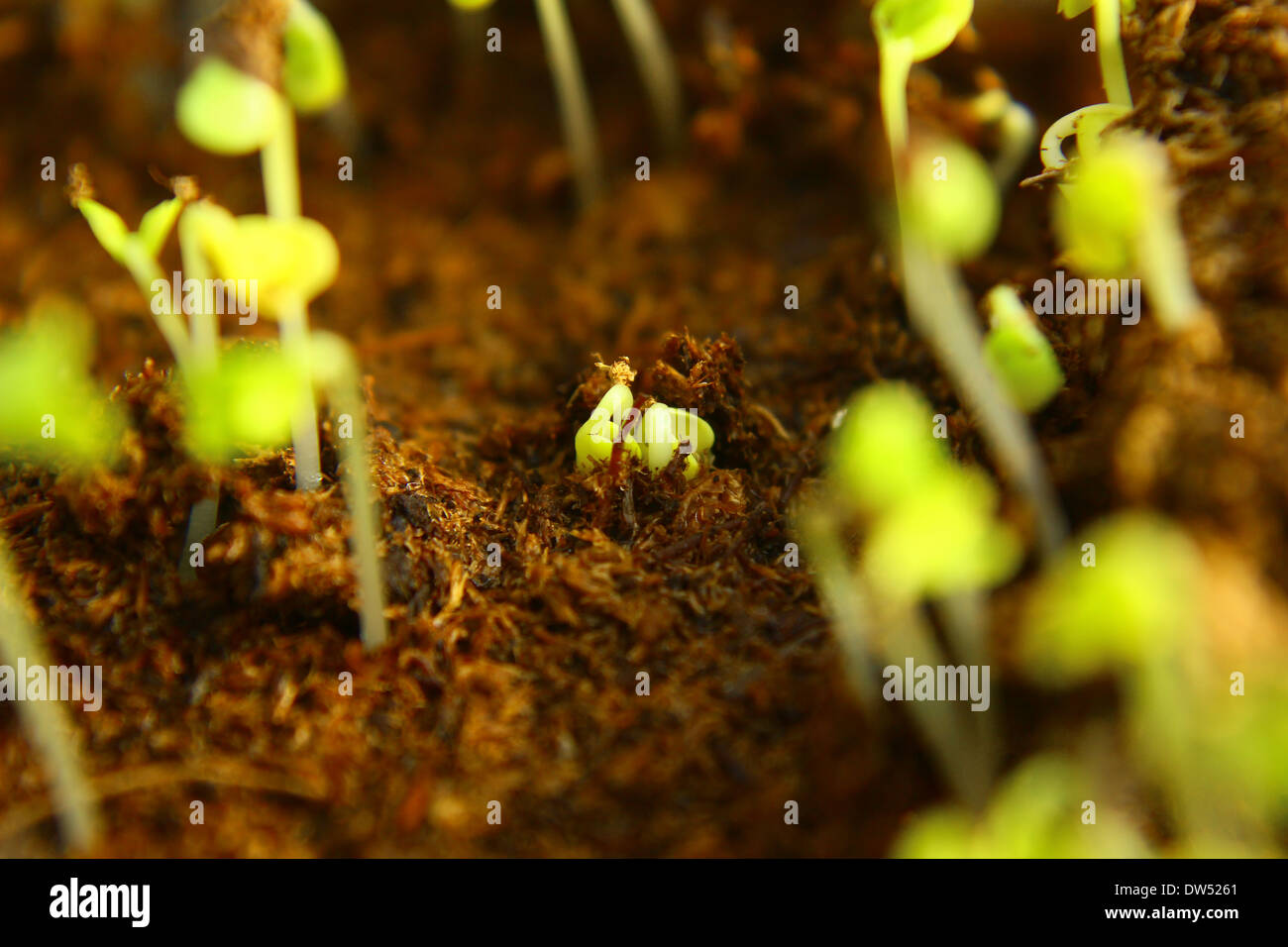 Green seedlings in new life concept Stock Photo - Alamy