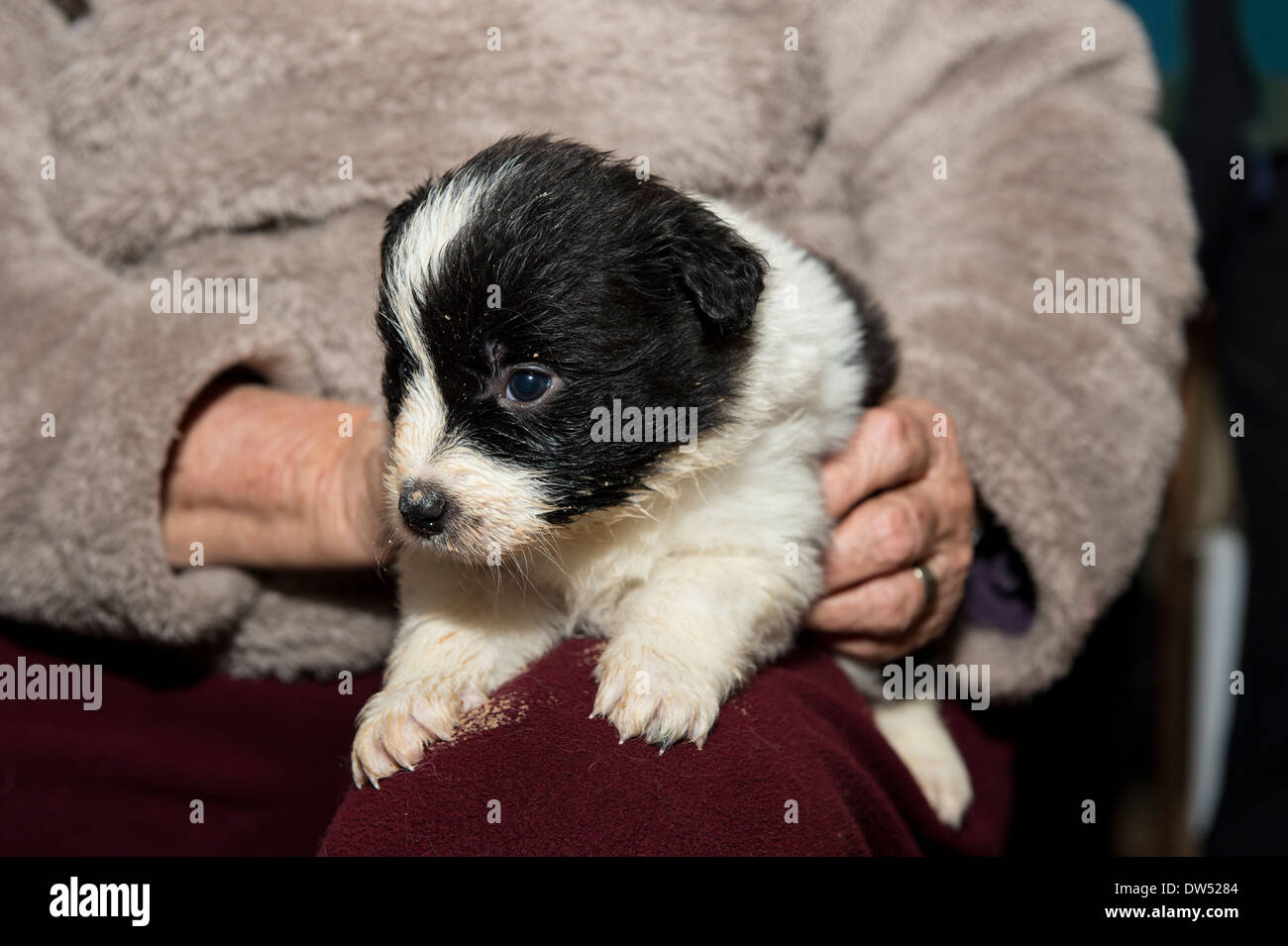 Four Week Old Puppies