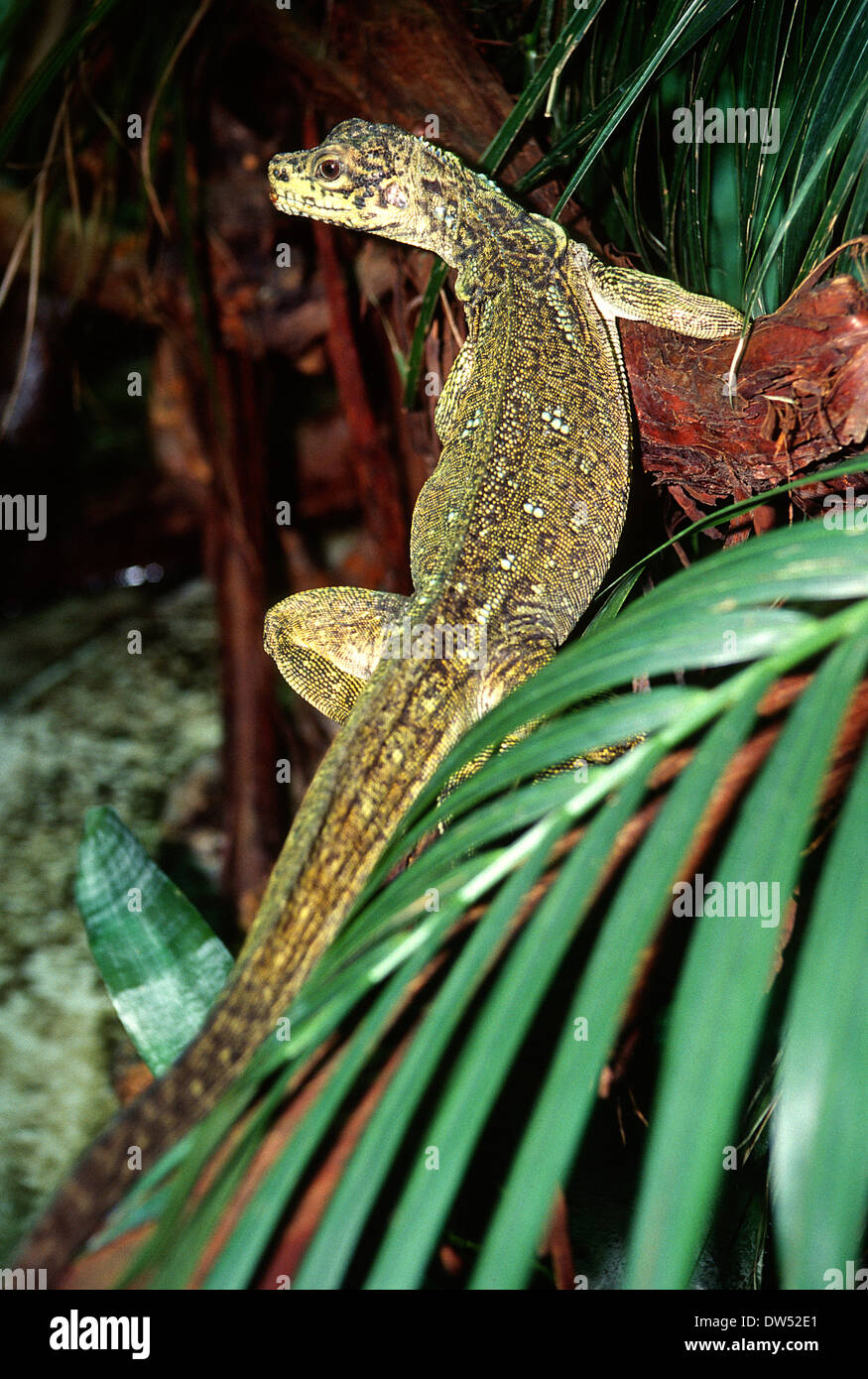 Philippine Water Lizard Hydrosaurus pustulosus, Agamidae, Philippines ...