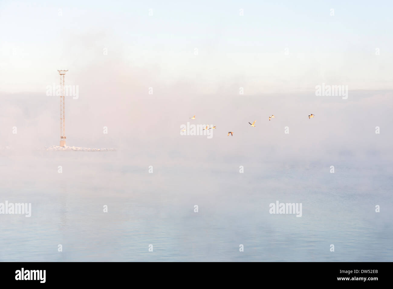 Birds fly in a mist above vaporing sea in winter Stock Photo - Alamy