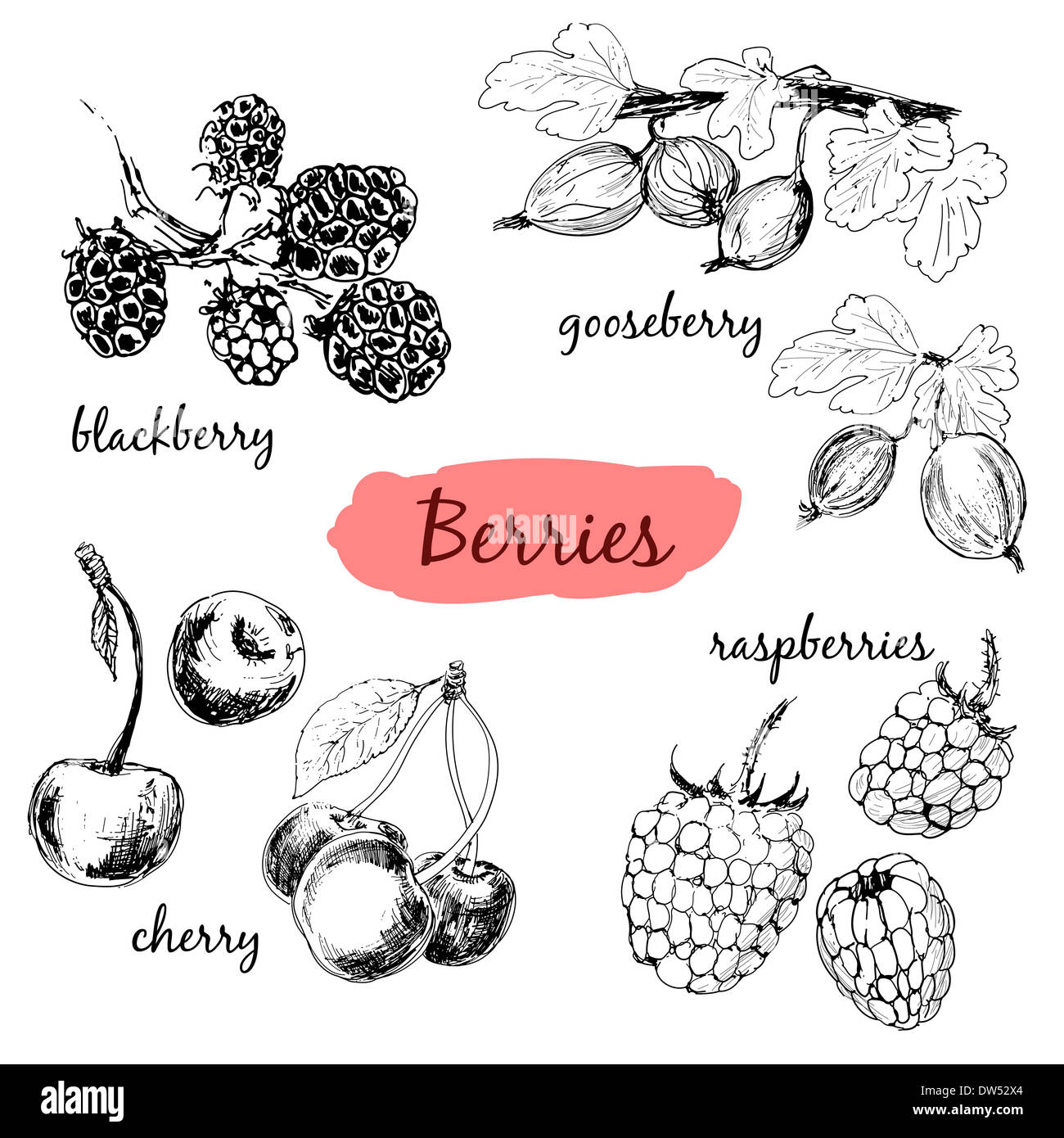 Berries. Set of hand drawn illustrations Stock Photo - Alamy
