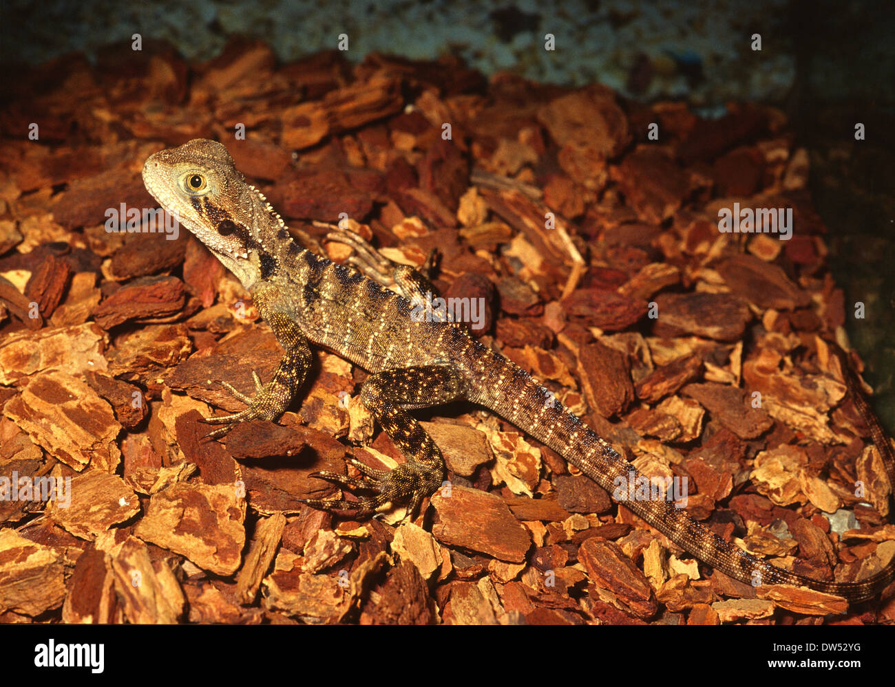 Australian water dragon Physignathus lesueurii, Agamidae, Australia ...