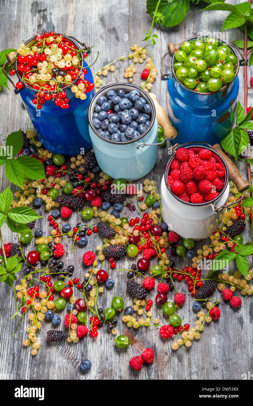 Closeup of collecting fresh wild berries Stock Photo - Alamy