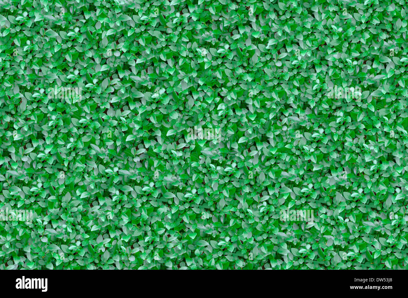 Solid Fence of Fresh Vivid Green Buxus Stock Photo - Alamy