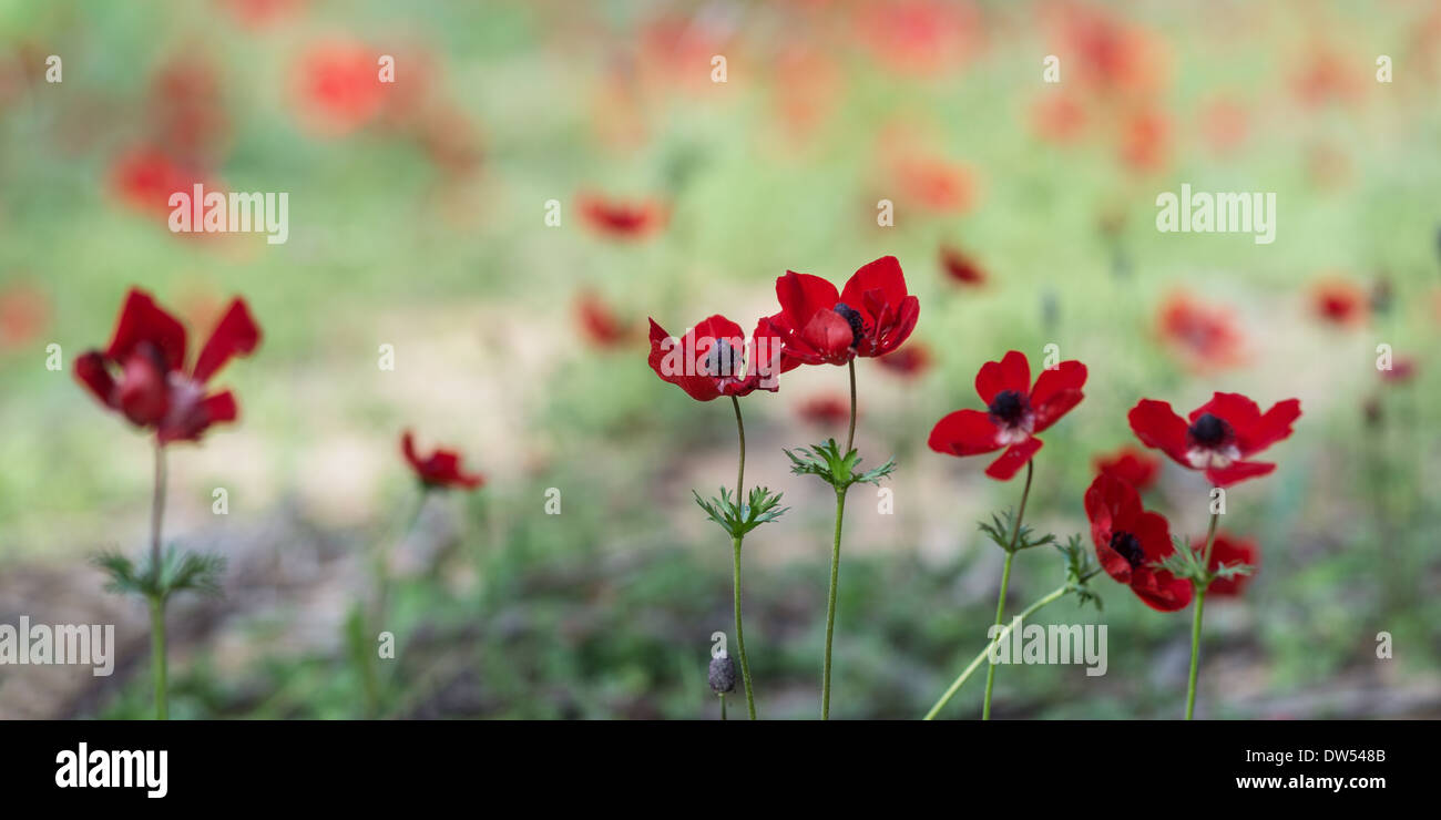Anemones field hi-res stock photography and images - Alamy