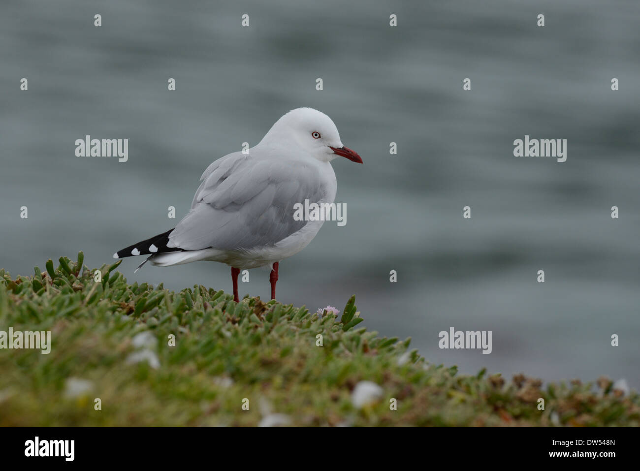 Species of gull hi-res stock photography and images - Alamy