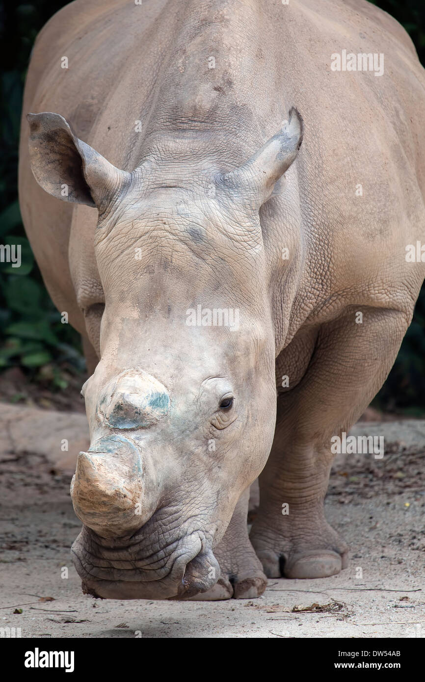 White Square-Lipped African Rhinoceros Closeup Portrait Stock Photo - Alamy