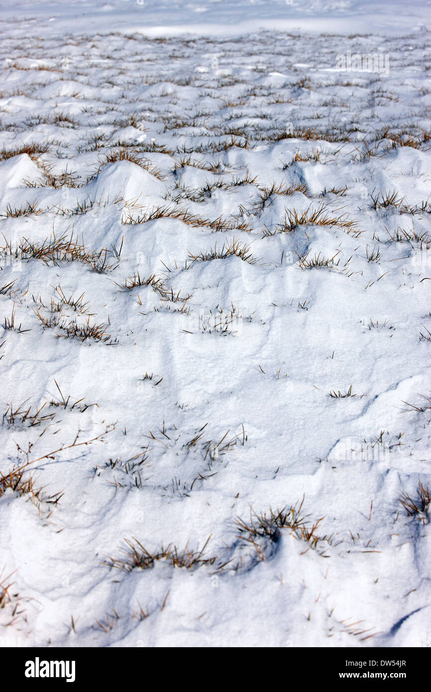 Small clumps of grass stick out of the lightly snow covered field Stock ...
