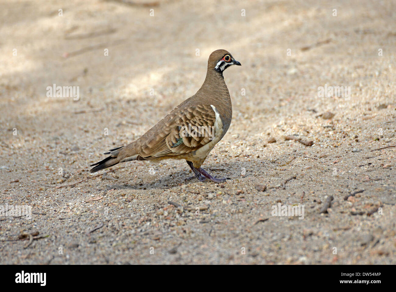 Squatter pigeon (Geophaps scripta), a species endemic to Australia ...