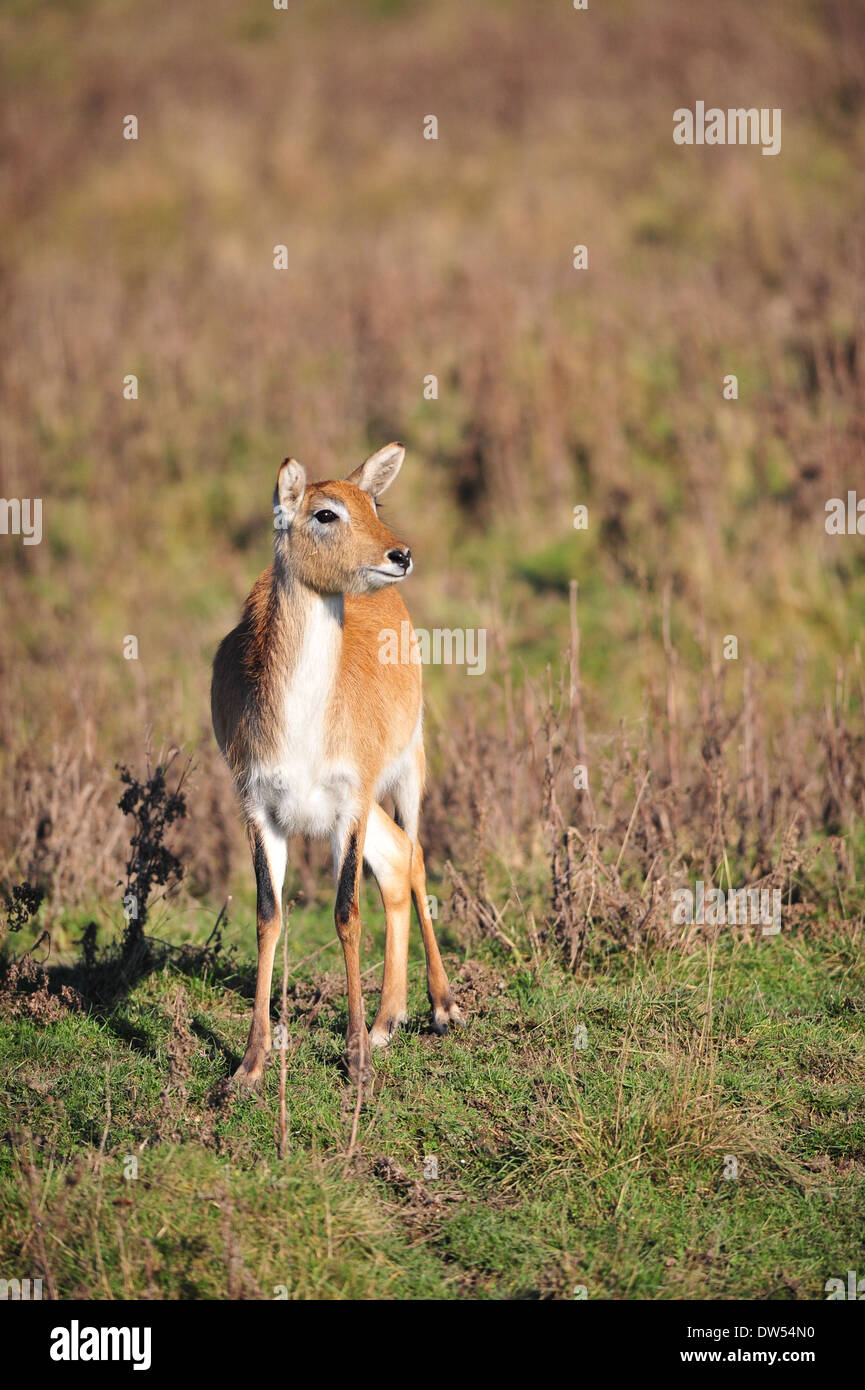 Barasingha indian hi-res stock photography and images - Alamy