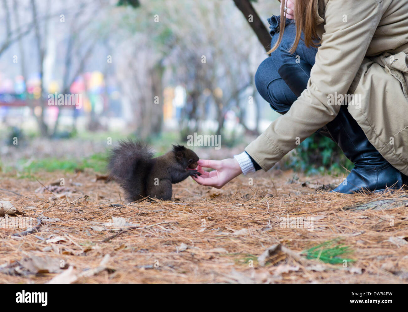 Mammals of romania hi-res stock photography and images - Alamy