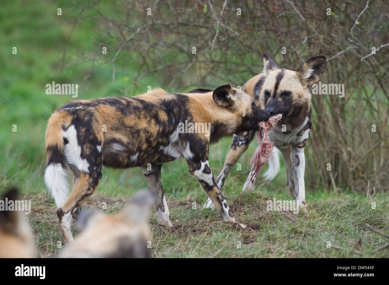 African hunting dog pack hi-res stock photography and images - Alamy