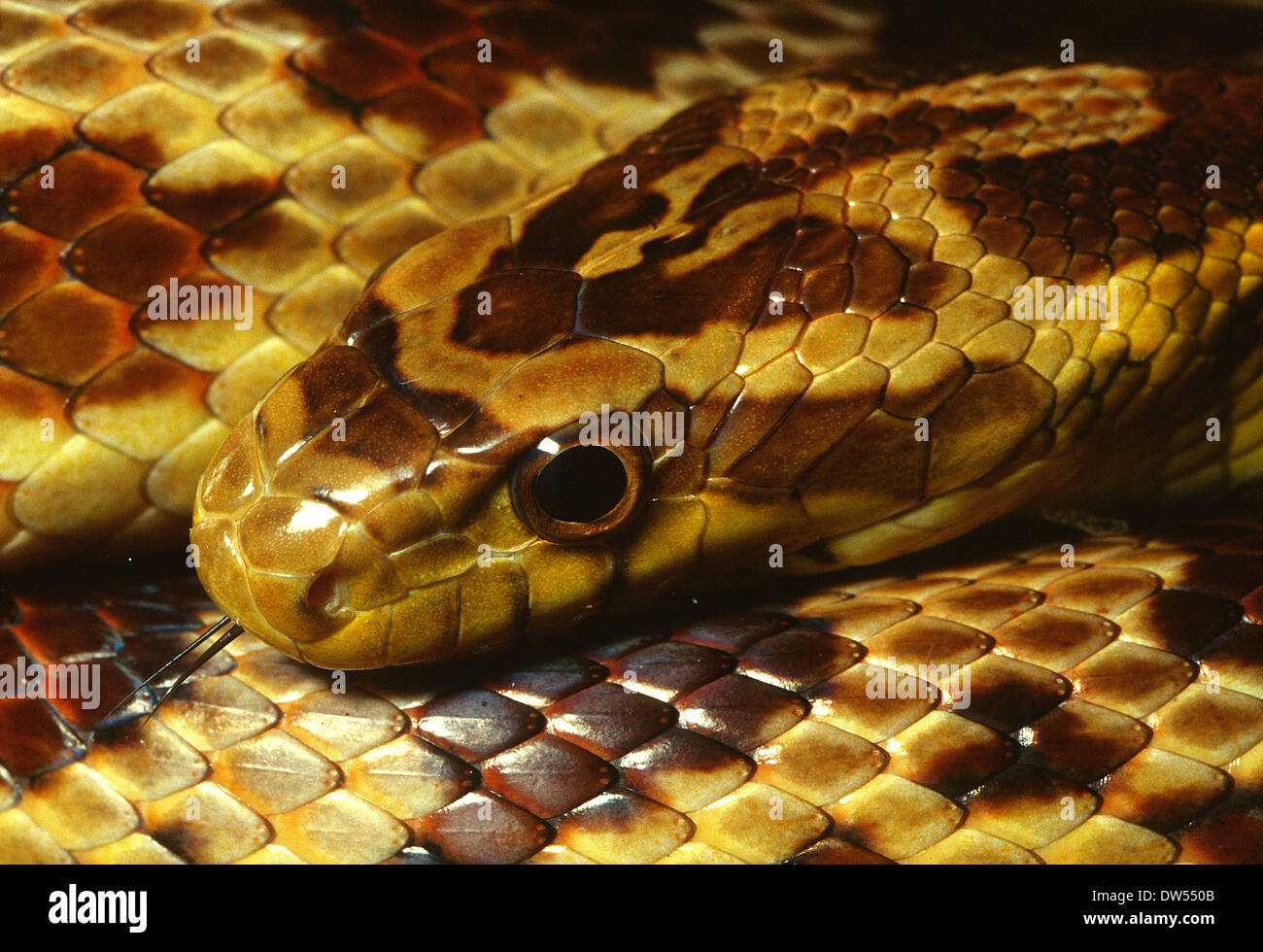 Florida Pine Snake Pituophis melanoleucus "yellow", Colubridae, USA ...