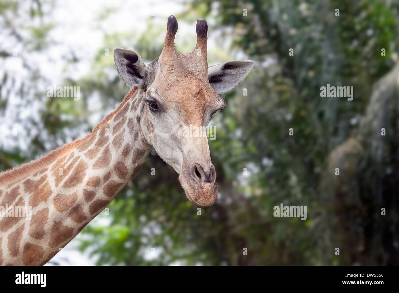 Zoo setting hi-res stock photography and images - Alamy