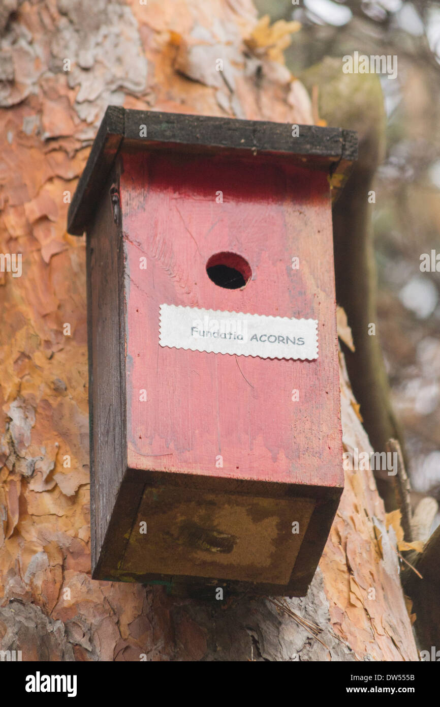 Birdhouse pine tree shelter hi-res stock photography and images - Alamy
