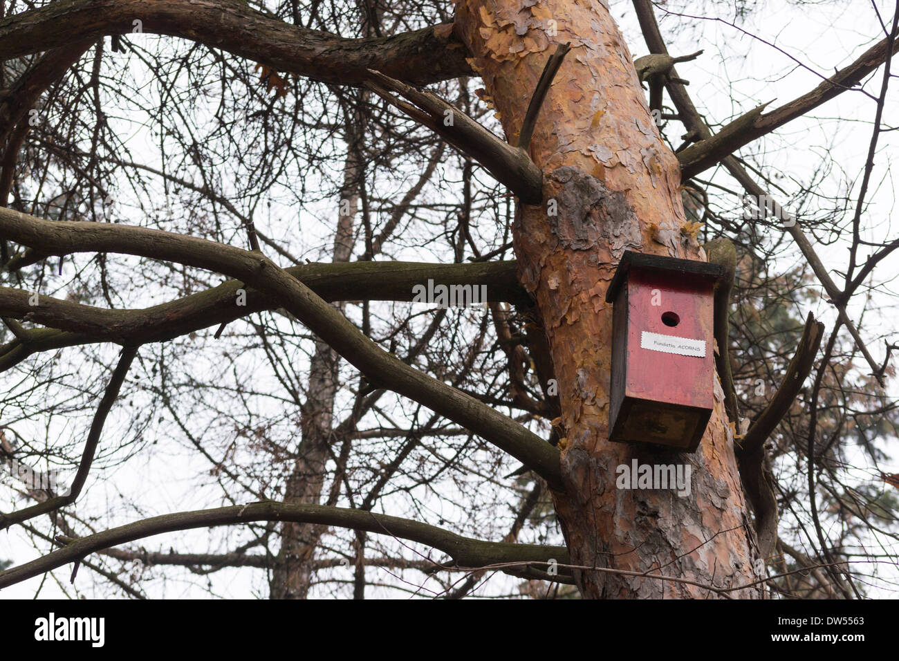 Birdhouse pine tree shelter hi-res stock photography and images - Alamy