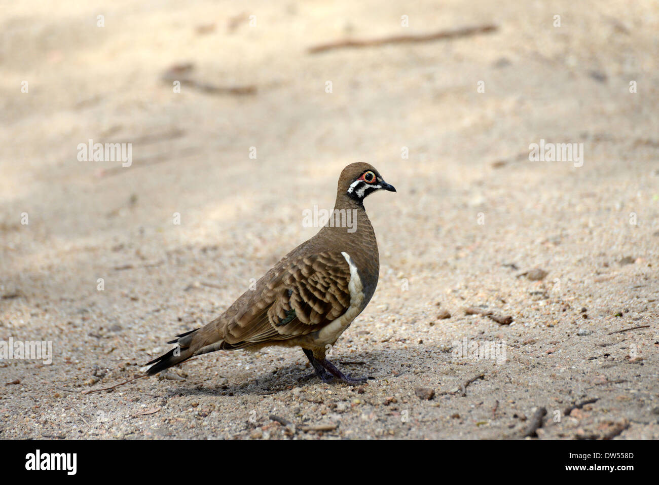 Australian squatter hi-res stock photography and images - Alamy