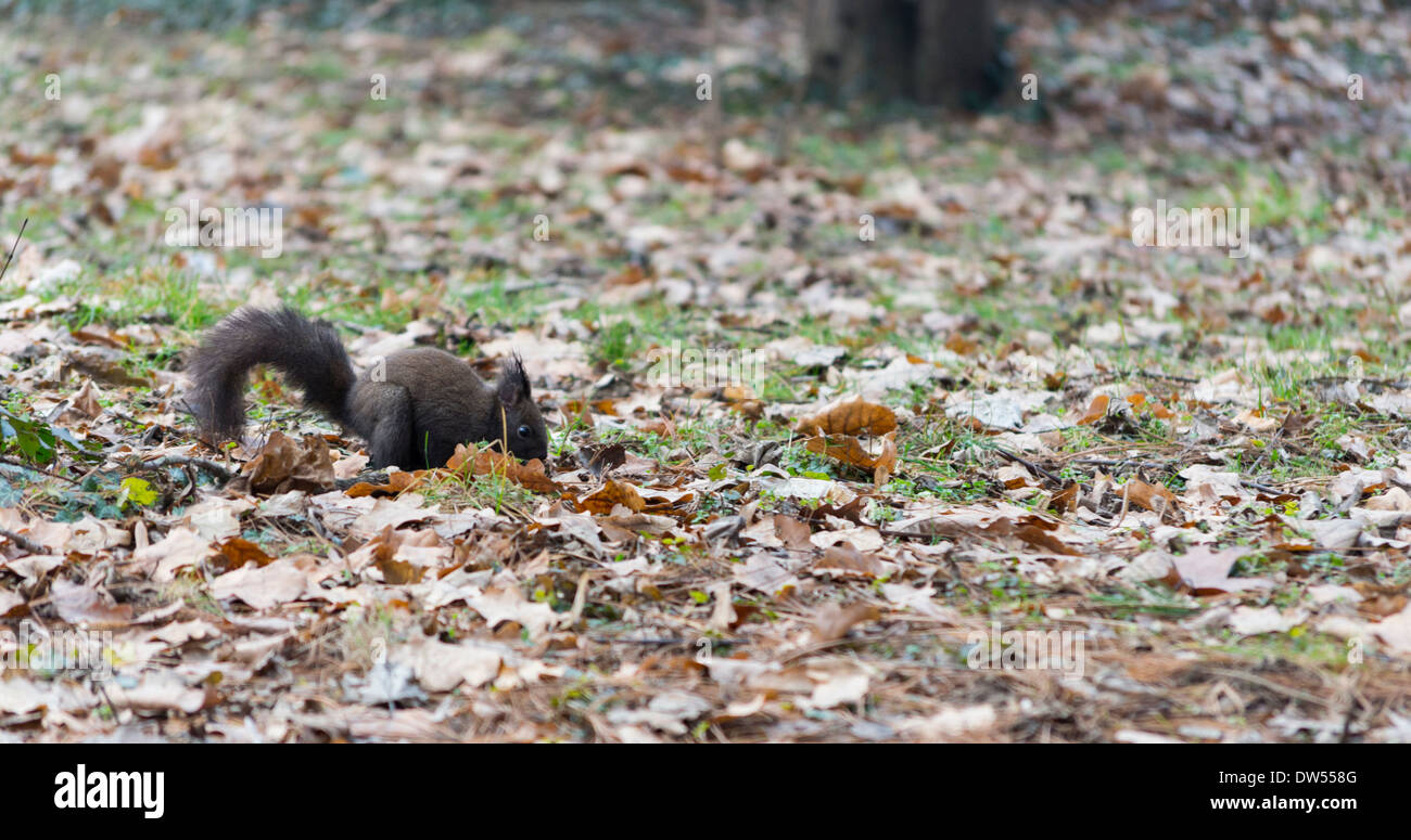 Wild mammals romania hi-res stock photography and images - Alamy