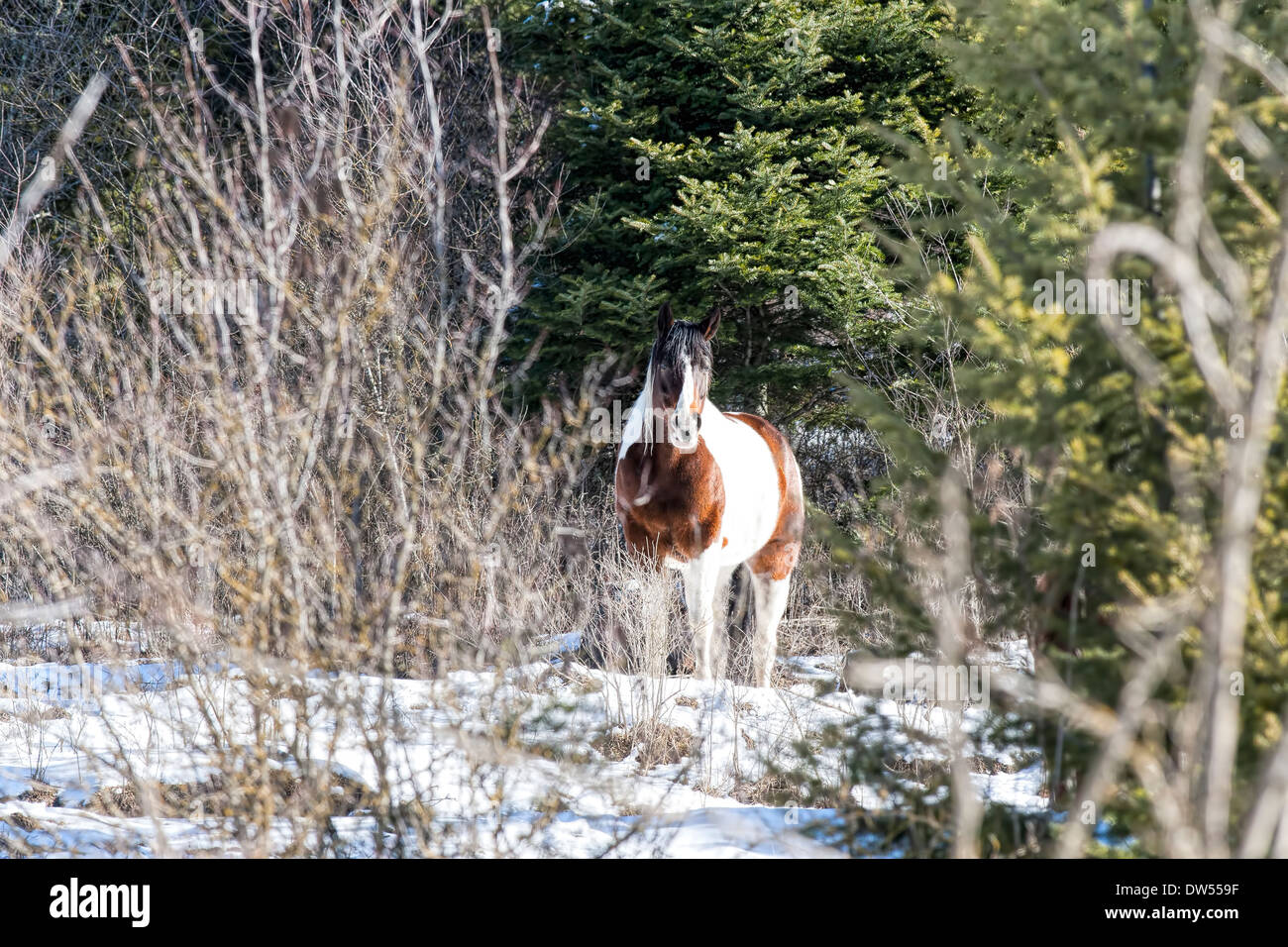 Horse near trees hi-res stock photography and images - Alamy