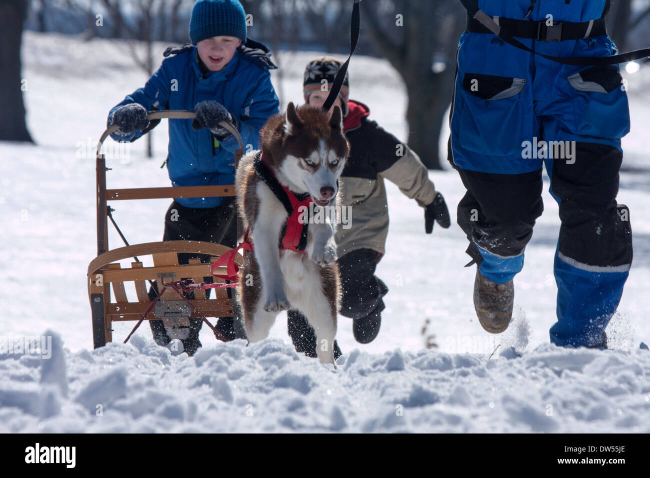 Children enjoying learning how to dog sled Stock Photo - Alamy