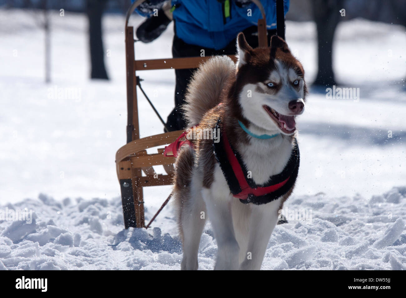 Driving with dog hi-res stock photography and images - Alamy