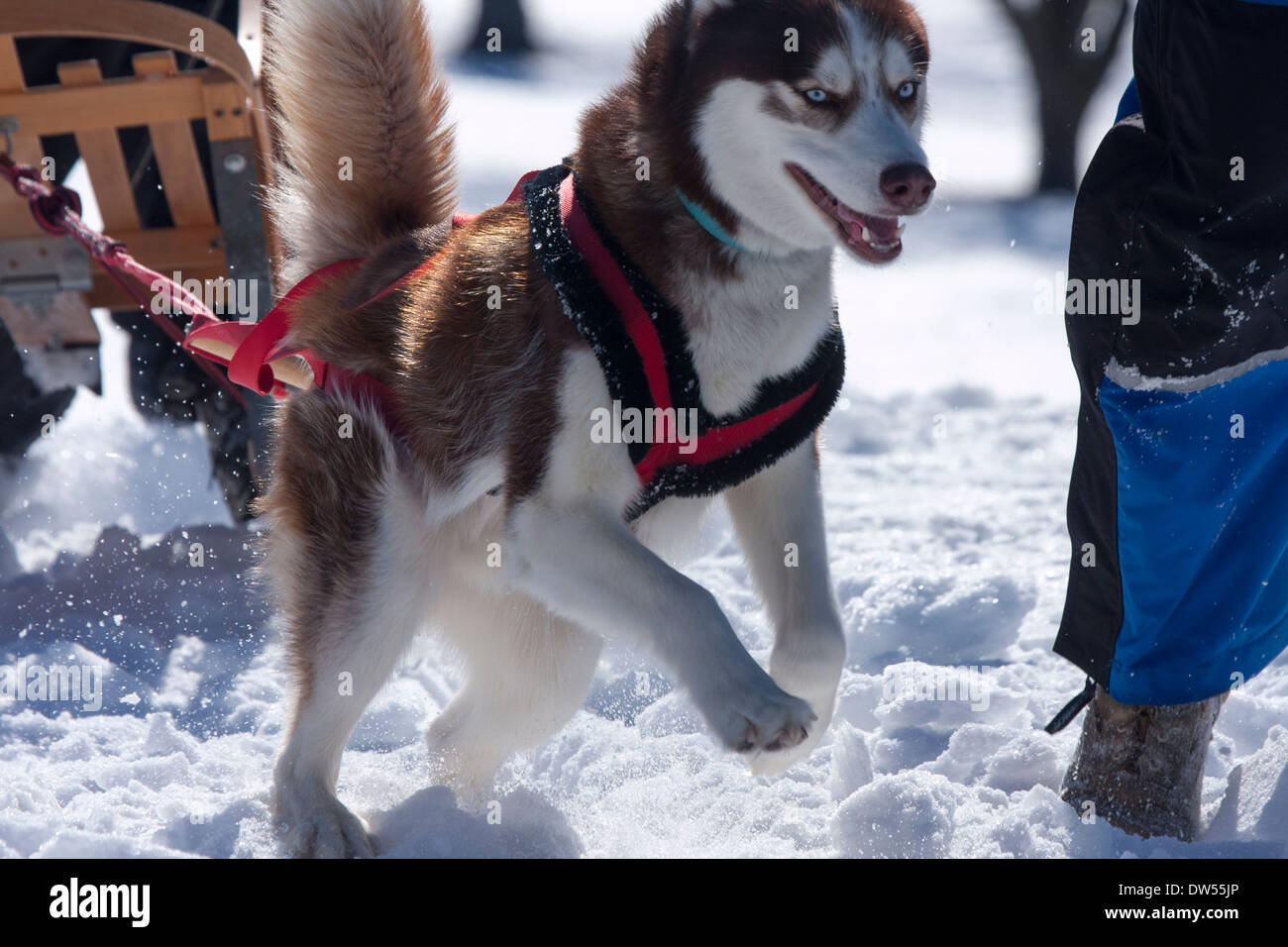 Dog sled snow hook hi-res stock photography and images - Alamy