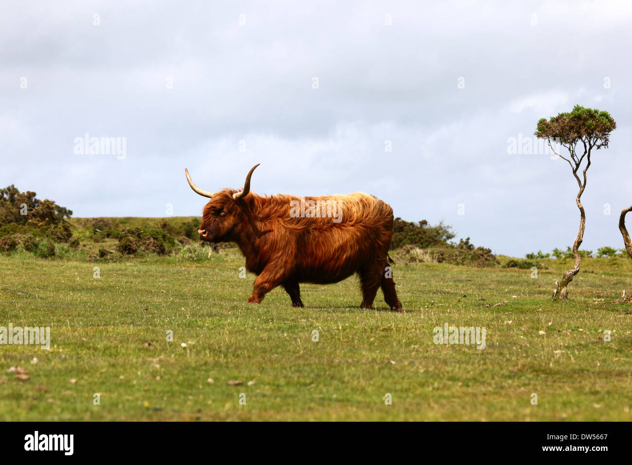 Side view of highland cow hi-res stock photography and images - Alamy